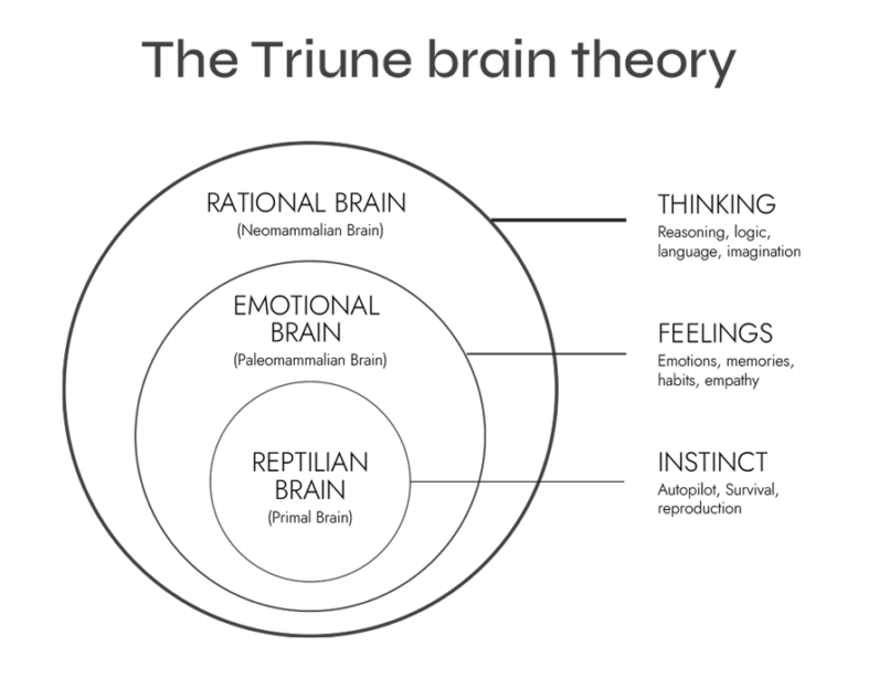 The triune brain applied to design – Origami Studio
